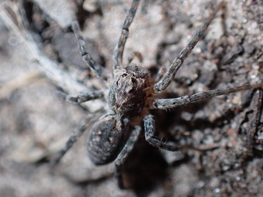 Wolf Spiders from Hattah VIC 3501, Australia on April 8, 2024 at 04:03 ...
