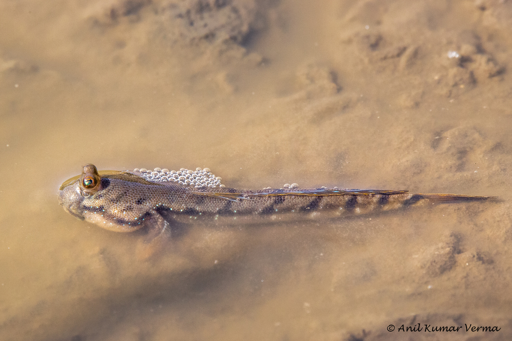 Boddart's Blue-spotted Mudskipper from Bhandup Pumping Station,Mulund East, Mumbai, Maharashtra ...