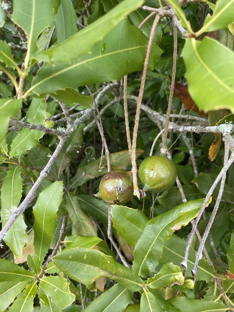 Macadamia Tree from North Island / Te Ika-a-Māui, Matatā, Bay of Plenty ...