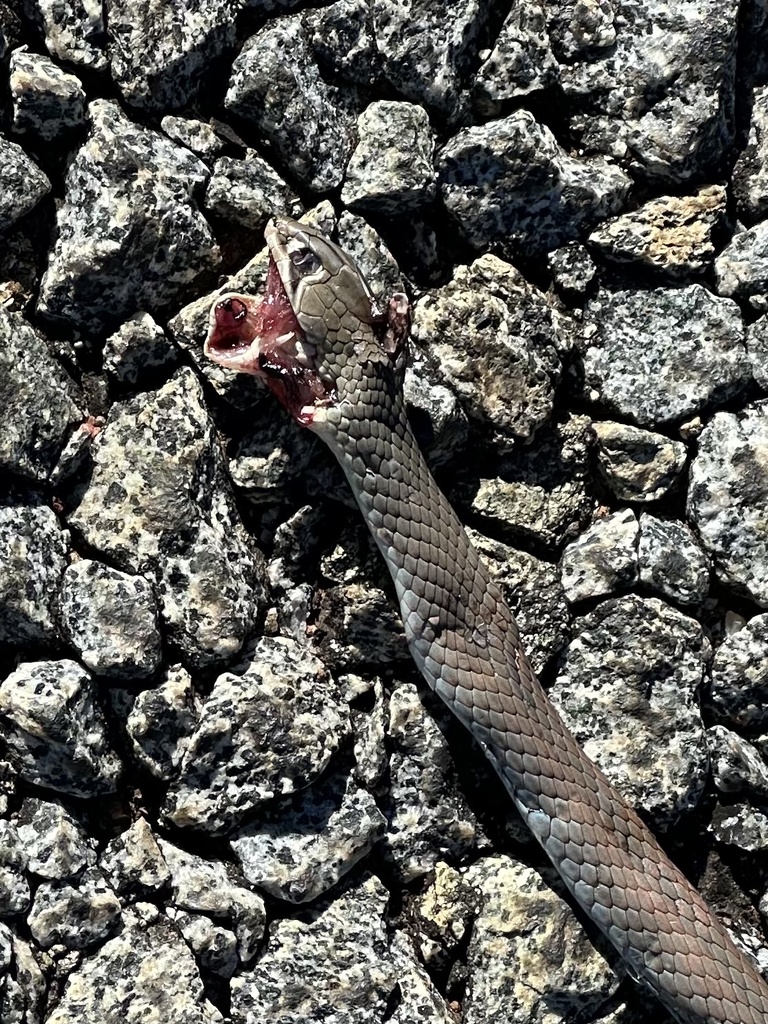 Yellow-faced Whipsnake from The Bogan Way, Tottenham, NSW, AU on May 27 ...