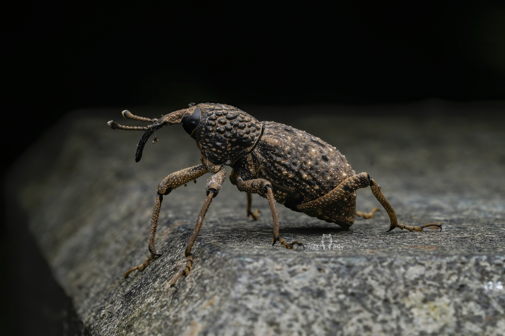 Sipalinus gigas from 中国浙江省杭州市上城区 on May 18, 2024 at 08:34 PM by 帕索卡 · iNaturalist