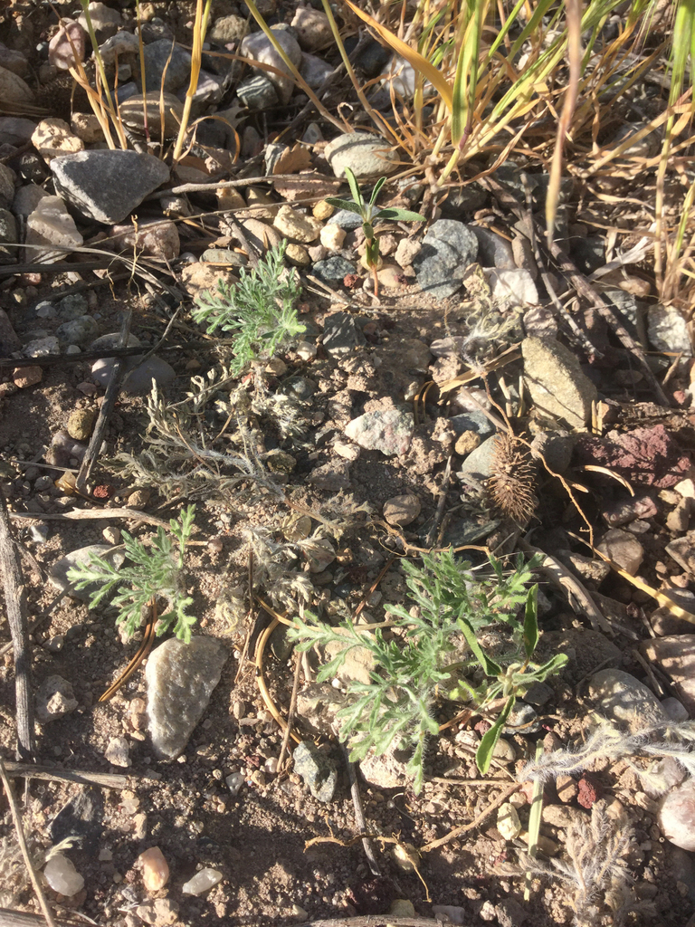 silverleaf povertyweed (Plants of Chatfield State Park) · iNaturalist