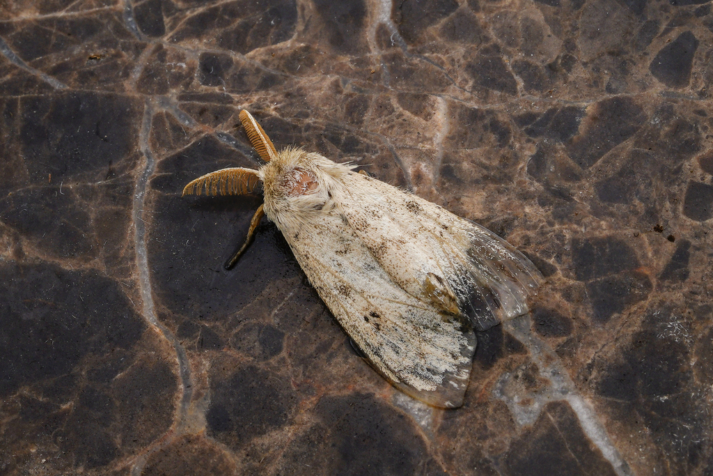 Calliteara angulata from Hangzhou, CN-ZJ, CN on May 18, 2024 at 06:57 ...