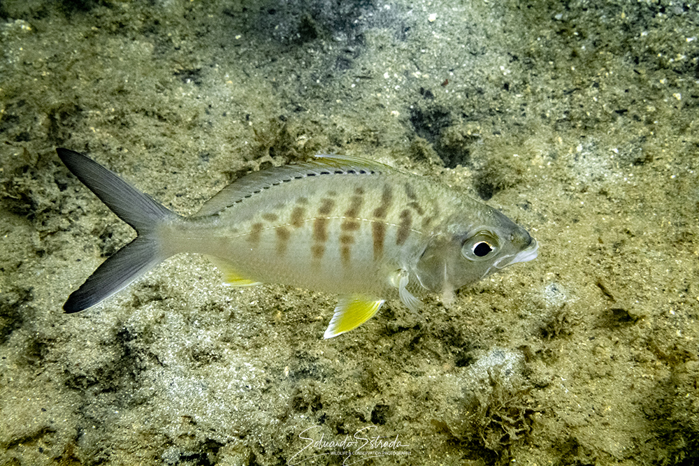 Mojarras (Gerreidae) - Marine Life Identification