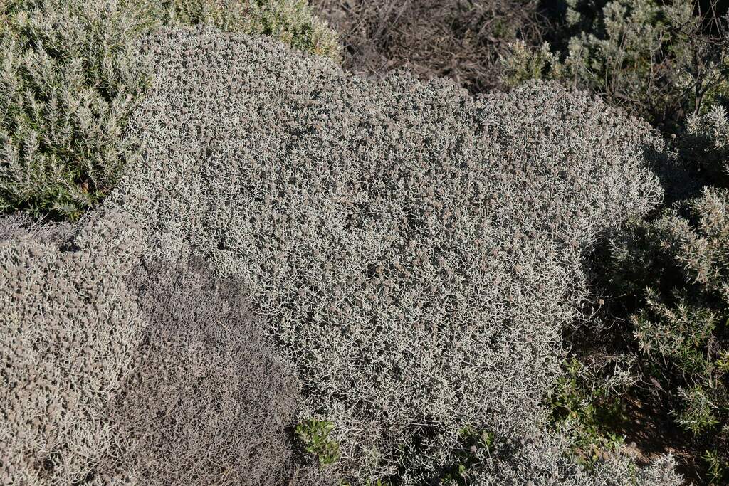 Cushion Bush from Portland West VIC 3305, Australia on May 22, 2024 at ...
