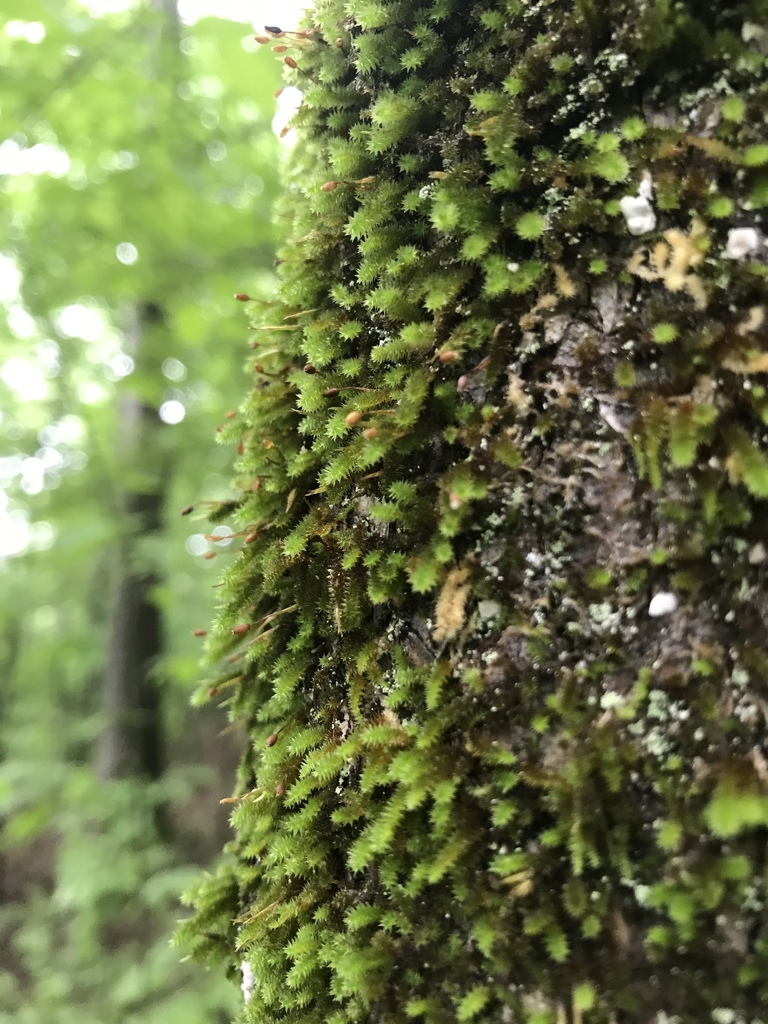 smooth hook moss (Leucodon julaceus) - Botanical Realm