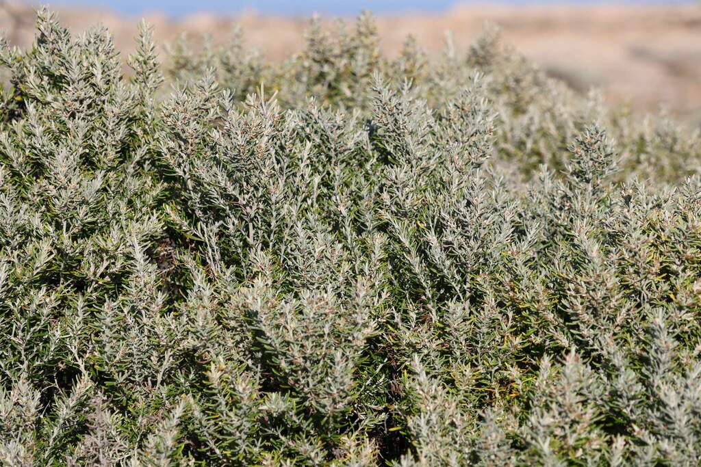 Coastal Daisy-Bush from Portland West VIC 3305, Australia on May 22 ...