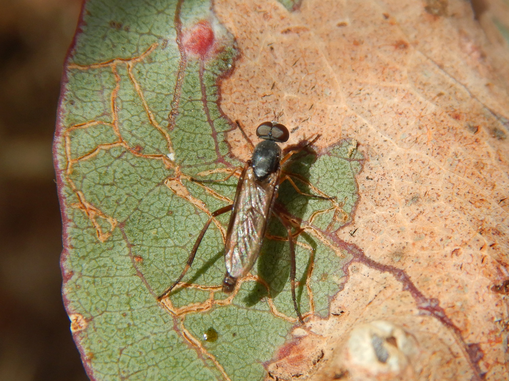 Taenogerella elizabethae from Bordertown SA 5268, Australia on March 25 ...
