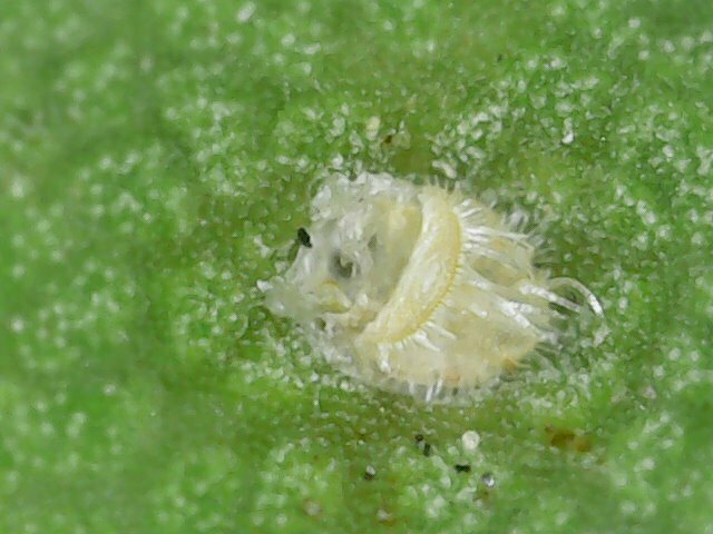 Neophacopteron euphoriae from Kaohsiung, TW-KH, TW on May 27, 2024 at ...