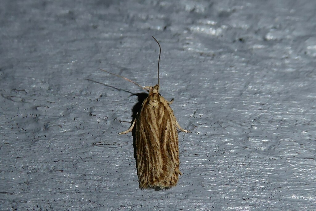 Gorse Soft Shoot Moth from Waikouaiti, New Zealand on May 2, 2024 at 06 ...