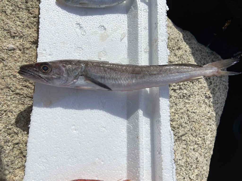 European Hake from Νέα Ποτείδαια, Κεντρική Μακεδονία, GR on May 27 ...