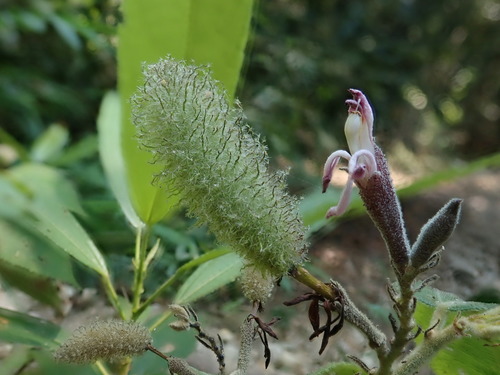Helicteres hirsuta · iNaturalist