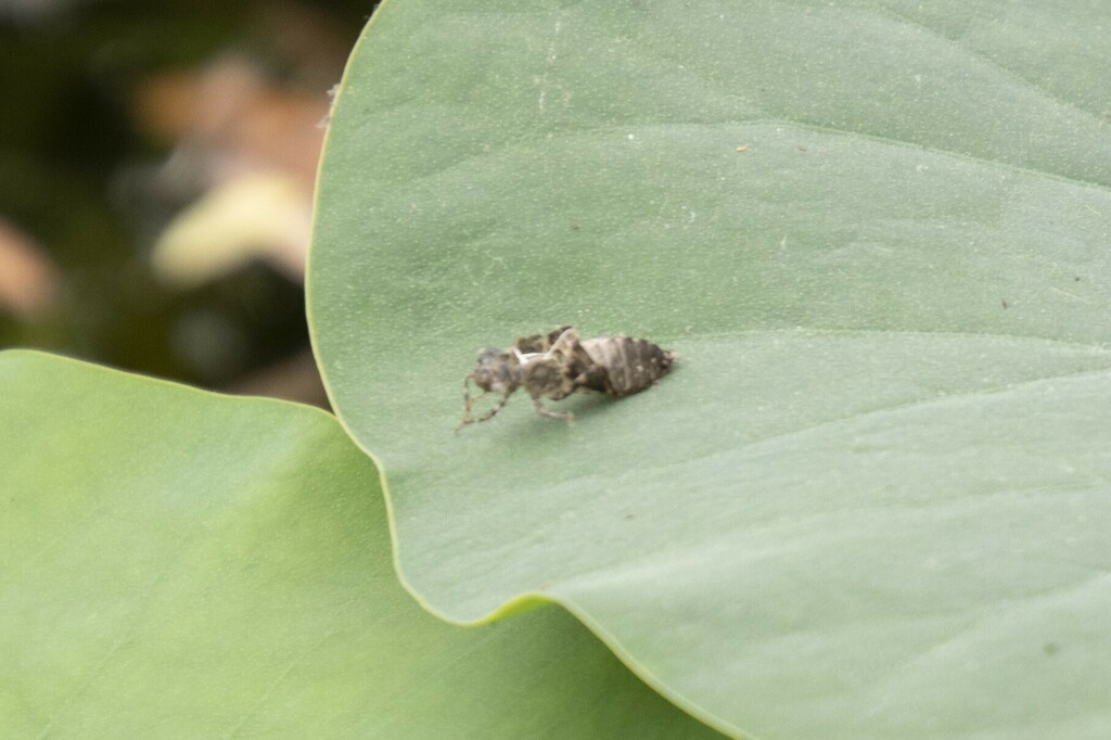 Insects from Xing Qing Gong Gong Yuan, Bei Lin Qu, Xi An Shi, China on ...