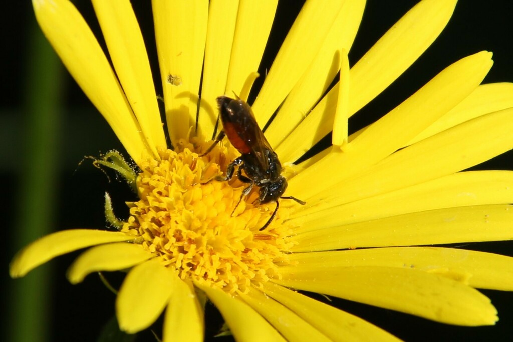 Blood Bees from Ulleråker, Uppsala, Sverige on May 27, 2024 at 09:29 AM ...