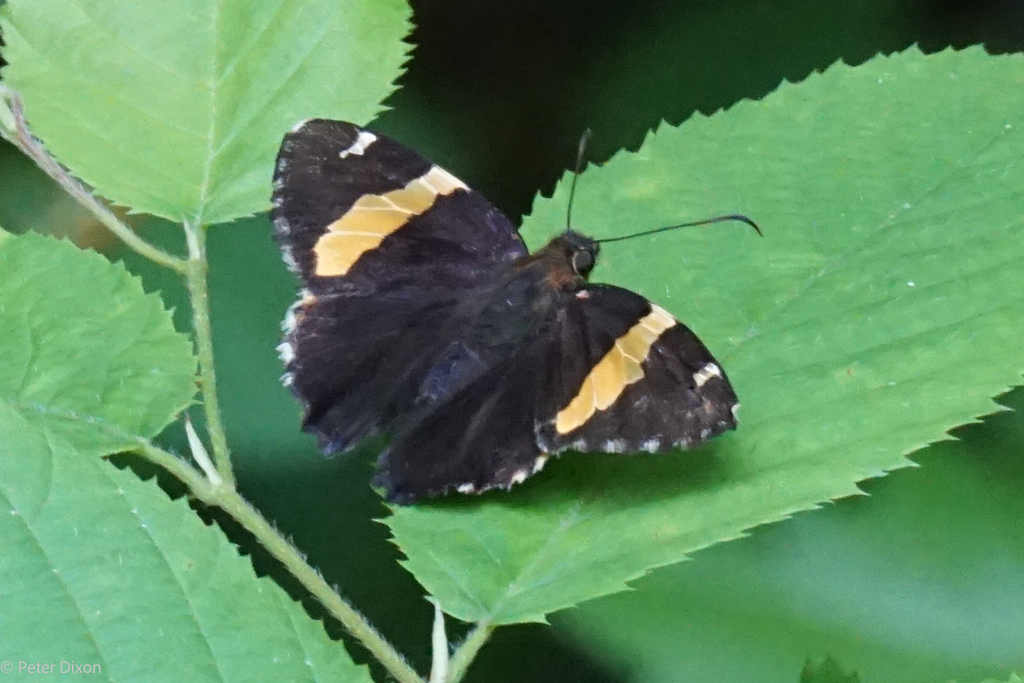 Golden Banded-Skipper from Madison County, NC, USA on May 25, 2024 at ...