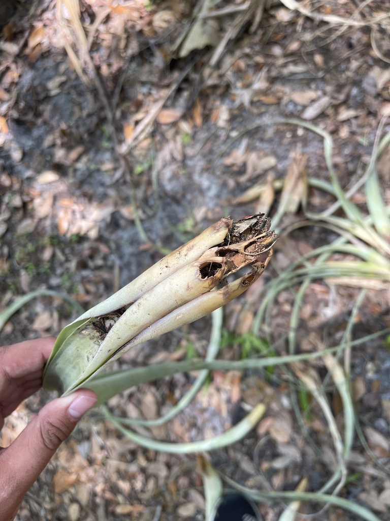 Mexican Bromeliad Weevil from Wheeler Rd, Christmas, FL, US on May 25 ...