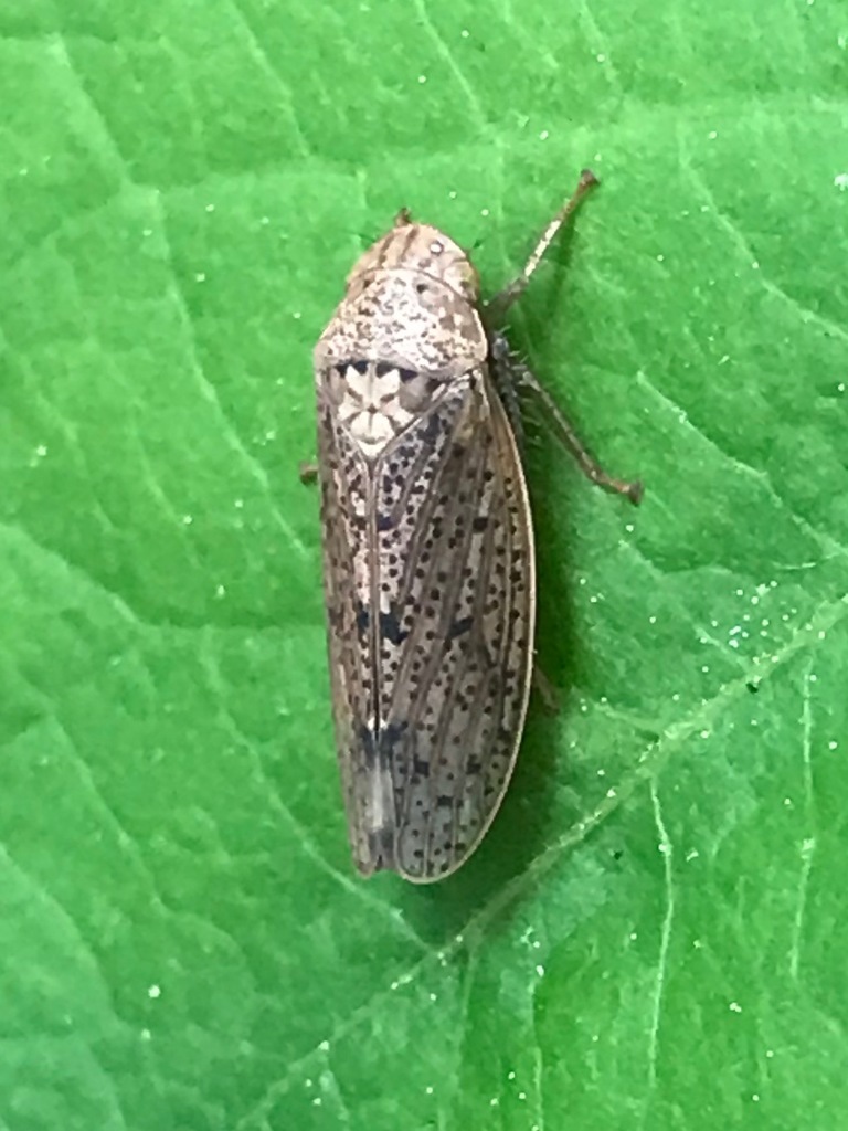 Ponana puncticollis from Glenn Dale, MD, USA on May 8, 2019 at 01:02 PM ...