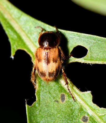 Genus Dichelomorpha · iNaturalist