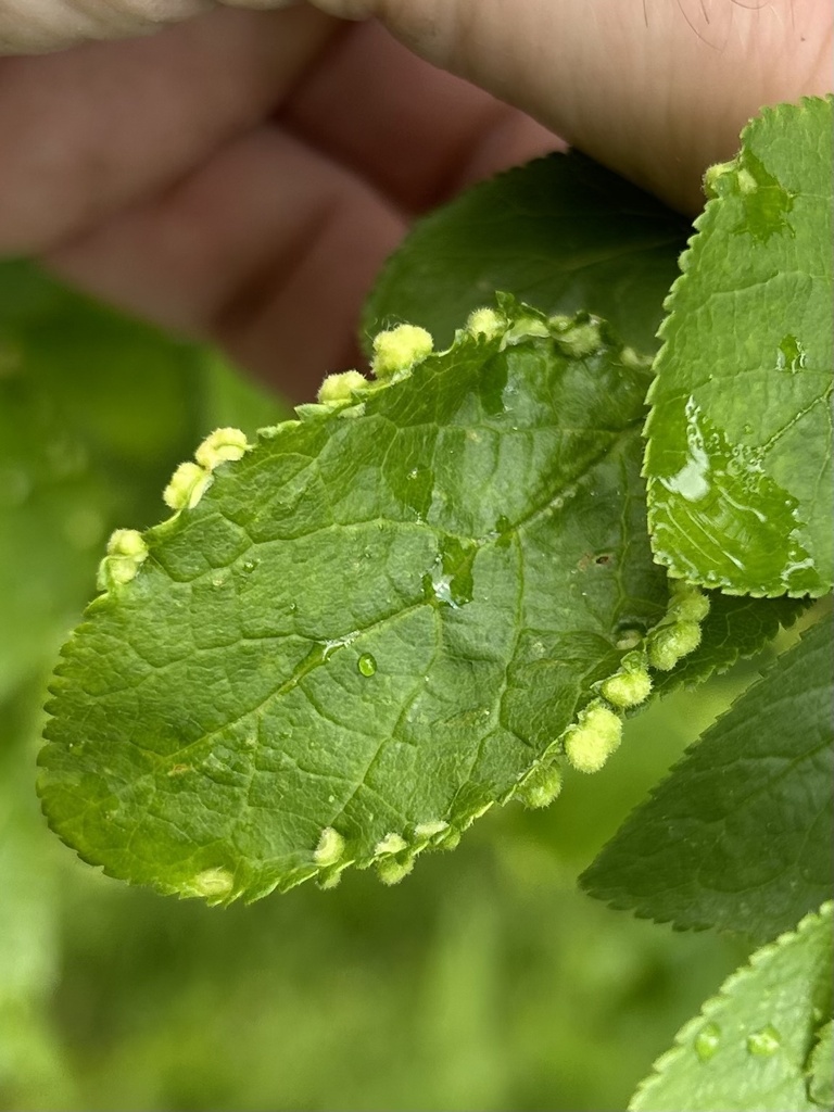 Eriophyes similis from Marsham Road, Stockport, England, GB on May 27 ...