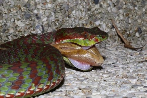 Phuket Pit Viper (Trimeresurus phuketensis) - Snakes and Lizards