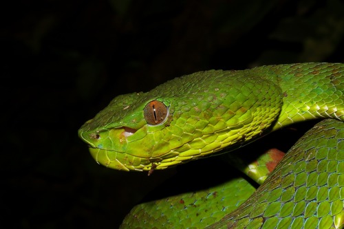 Phuket Pit Viper (Trimeresurus phuketensis) - Snakes and Lizards