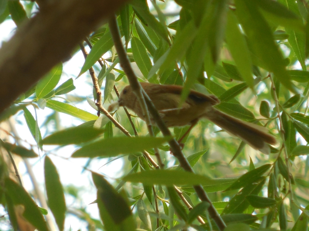 Vinous-throated Parrotbill from Beijing, Beijing, CN on May 27, 2024 at ...