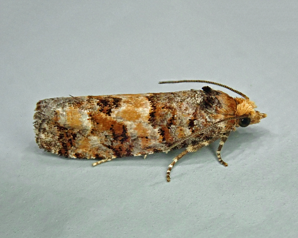White Pine Coneborer Moth from Salem, NH 03079, USA on May 27, 2024 at ...