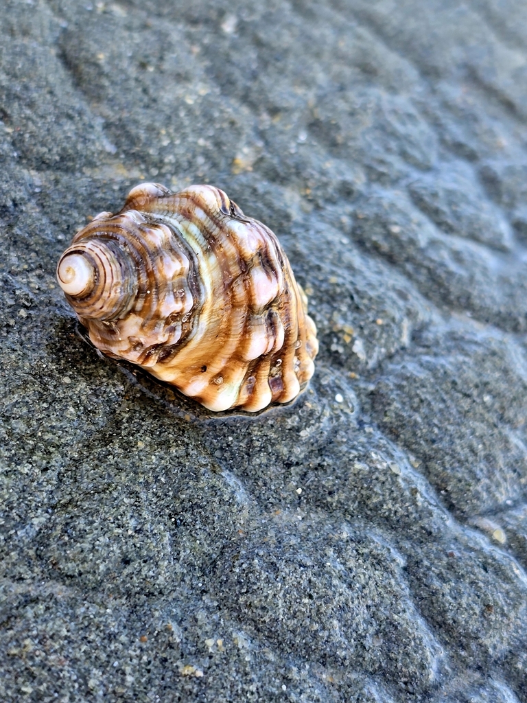 Spengler's Trumpet Snail from Buddina QLD 4575, Australia on May 27 ...