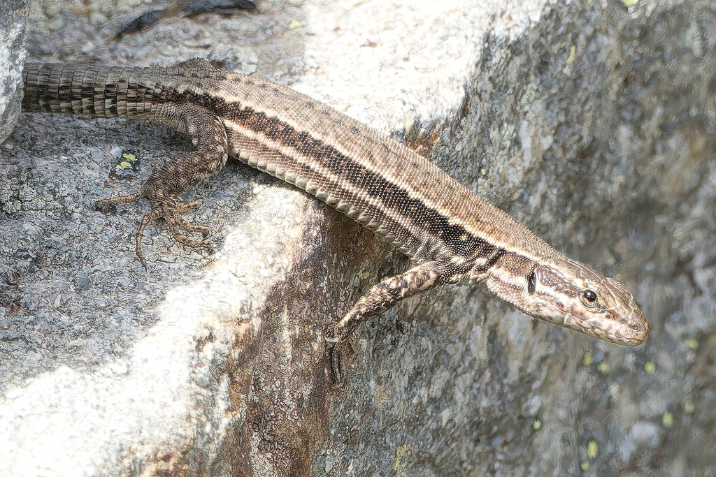 Pyrenean Rock Lizard from 64440 Laruns, France on August 21, 2022 at 11 ...