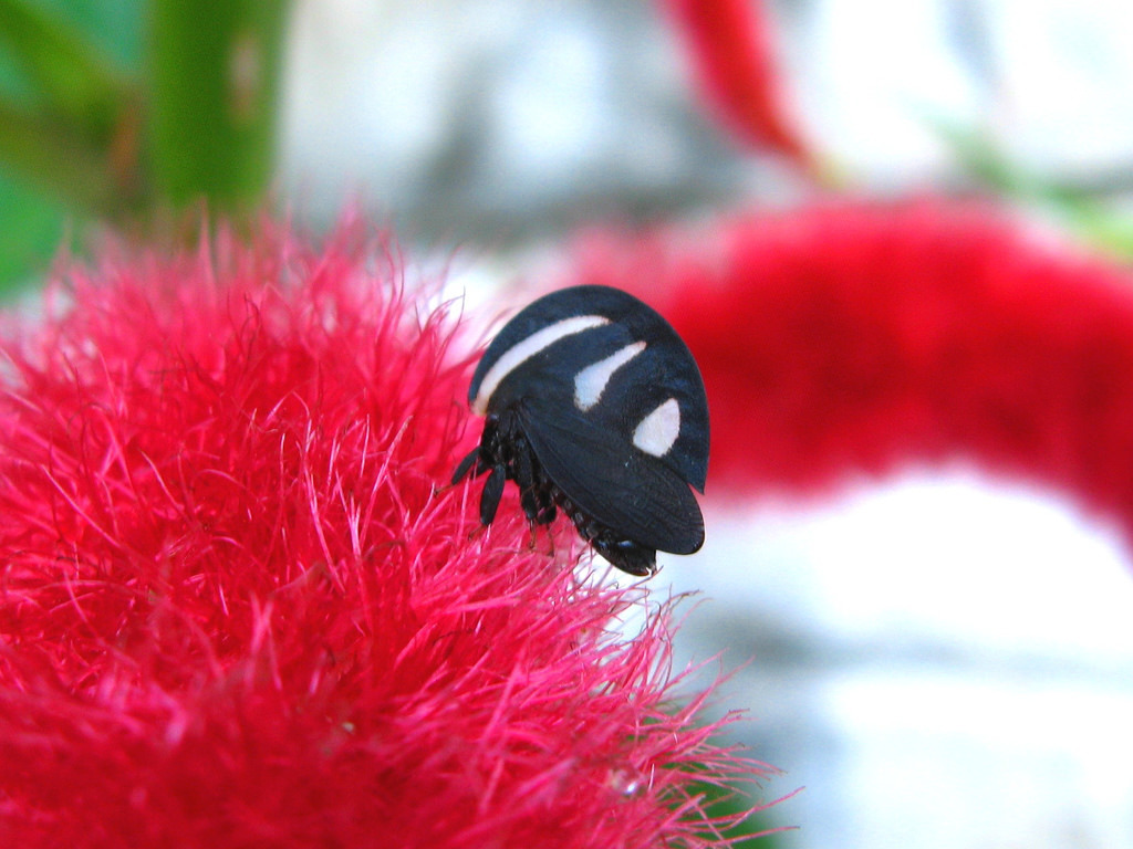 Membracis foliata (Insects of Tambopata) · iNaturalist