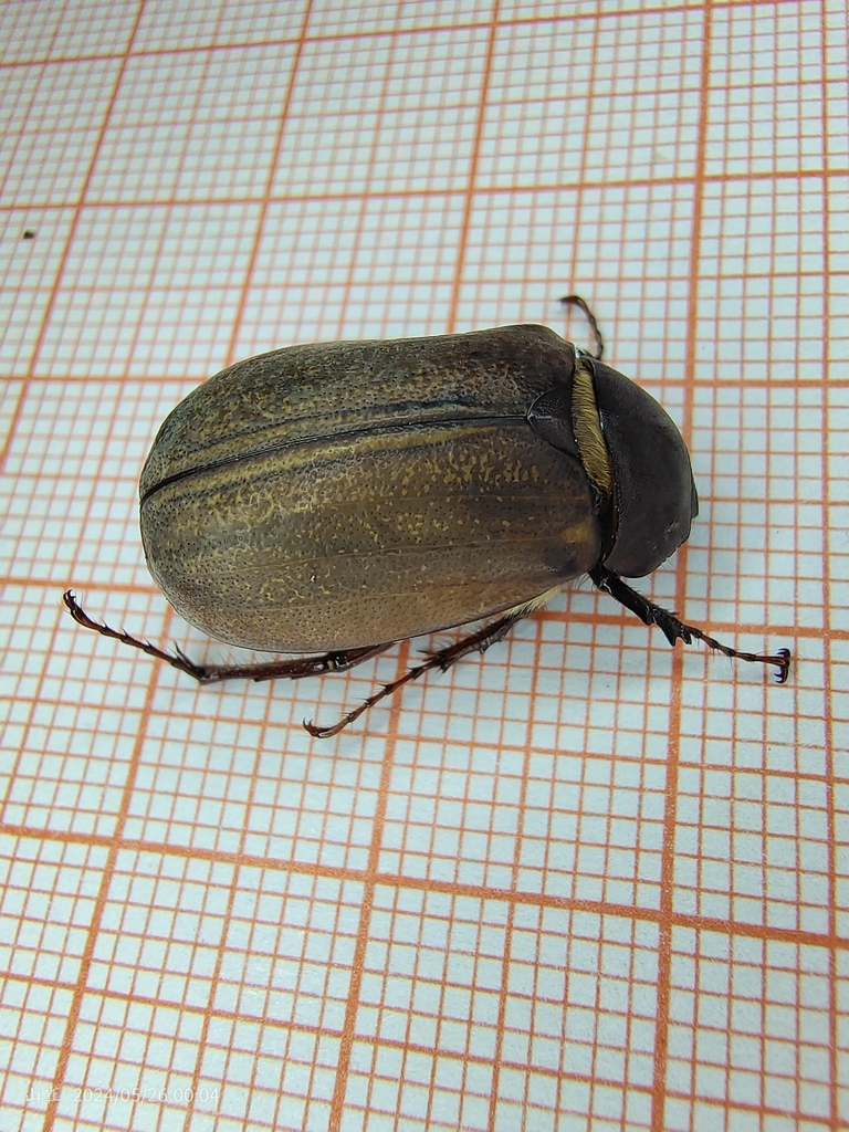Hilyotrogus from Kunming, CN-YN, CN on May 26, 2024 at 12:04 AM by 山雀 ...