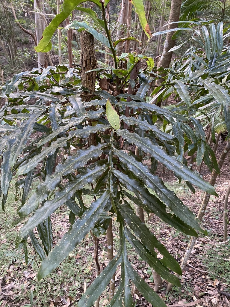 Red Bopple Nut from Currumbin Valley, QLD, AU on May 27, 2024 at 01:01 ...