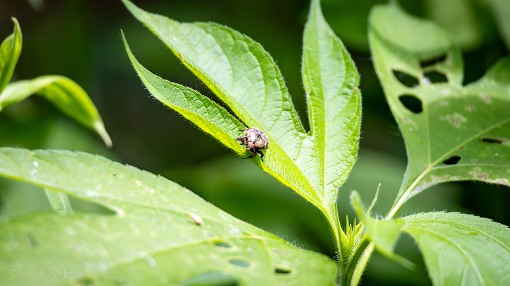 Water, Rove, Scarab, Long-horned, Leaf, and Snout Beetles from Harvest ...
