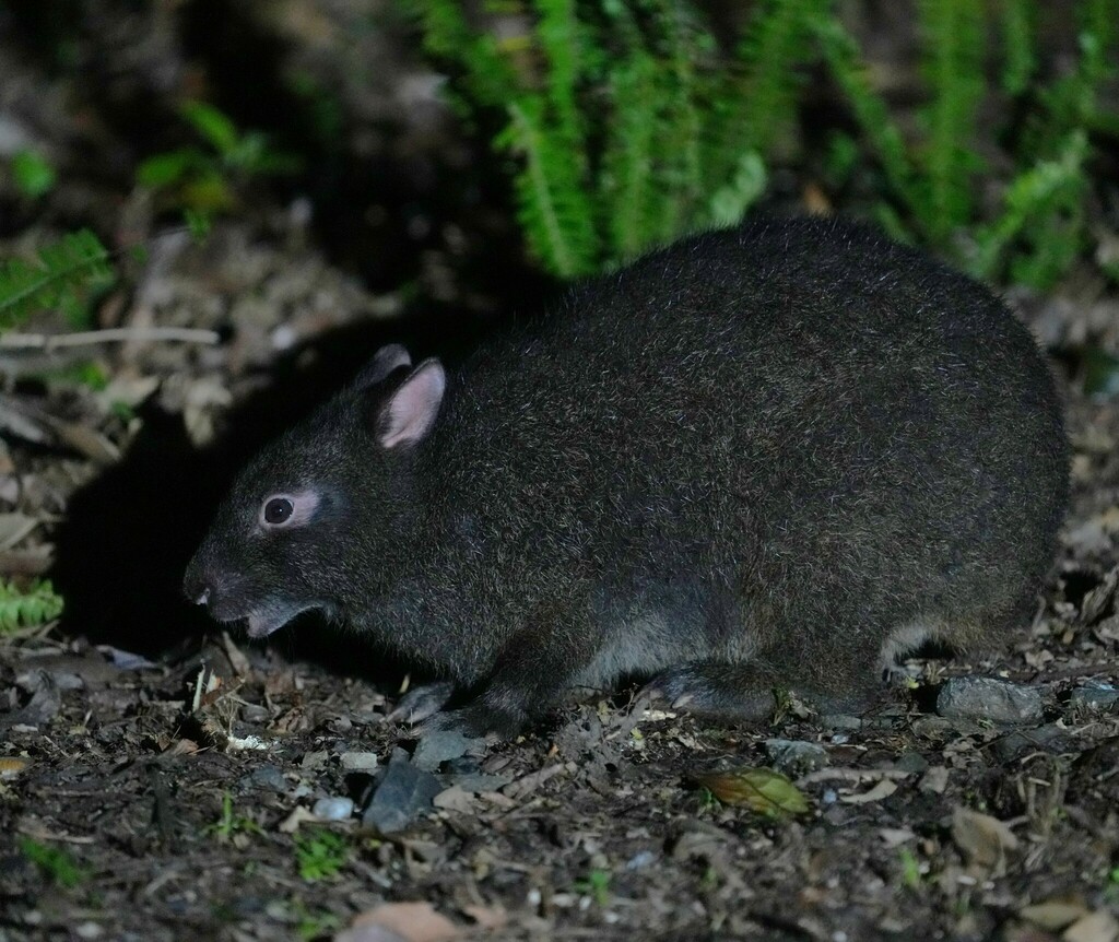 Amami Rabbit in April 2024 by ppgesus · iNaturalist
