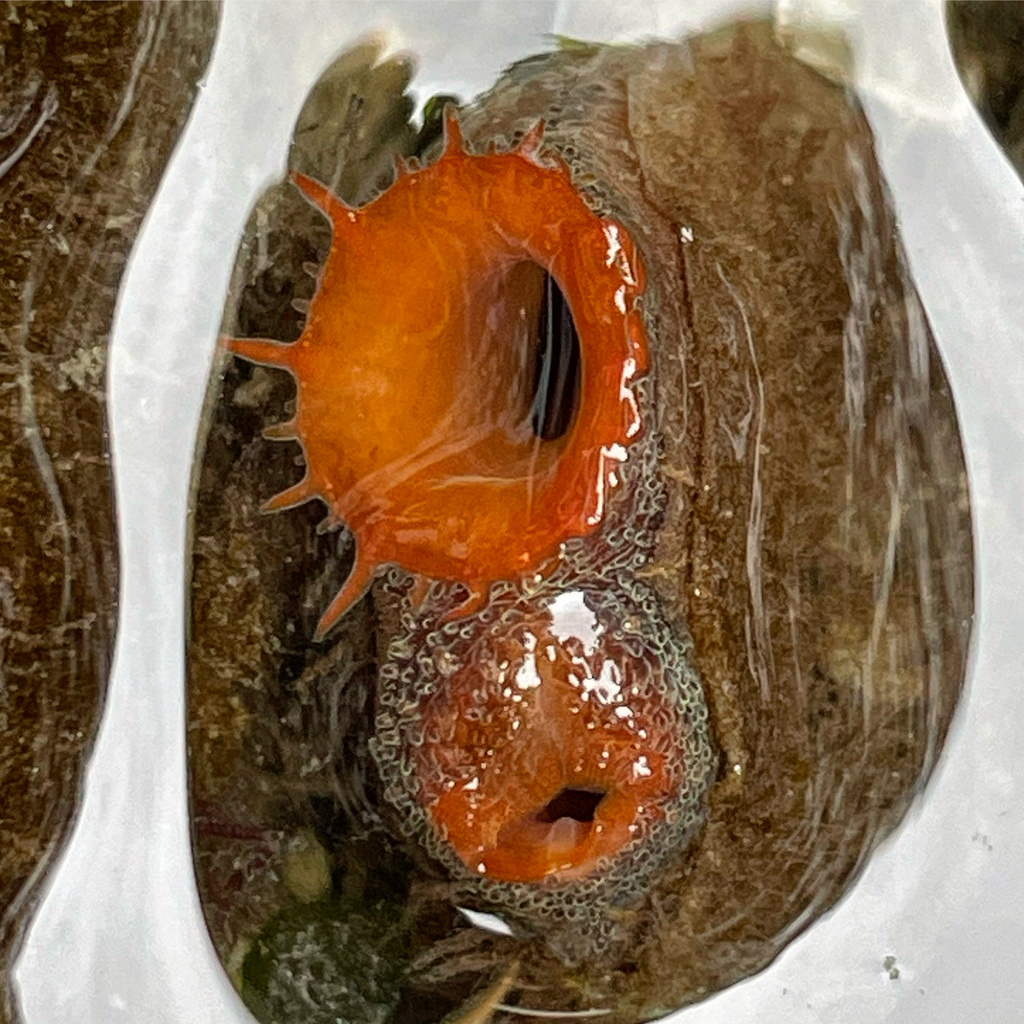 Wrinkled Rock Clam from Washington Park, Anacortes, WA, US on May 26 ...
