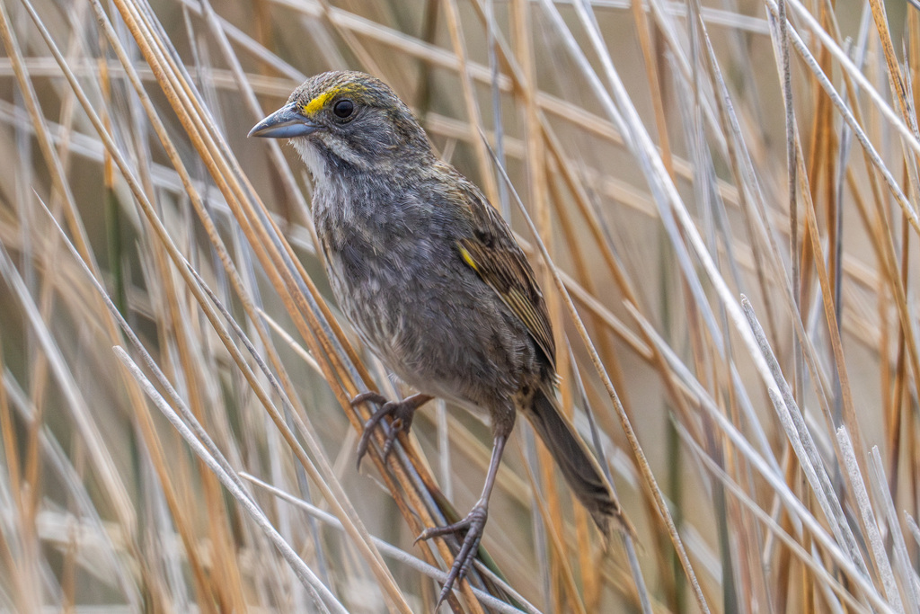 Seaside Sparrow from Somerset County, MD, USA on May 25, 2024 at 10:45 ...