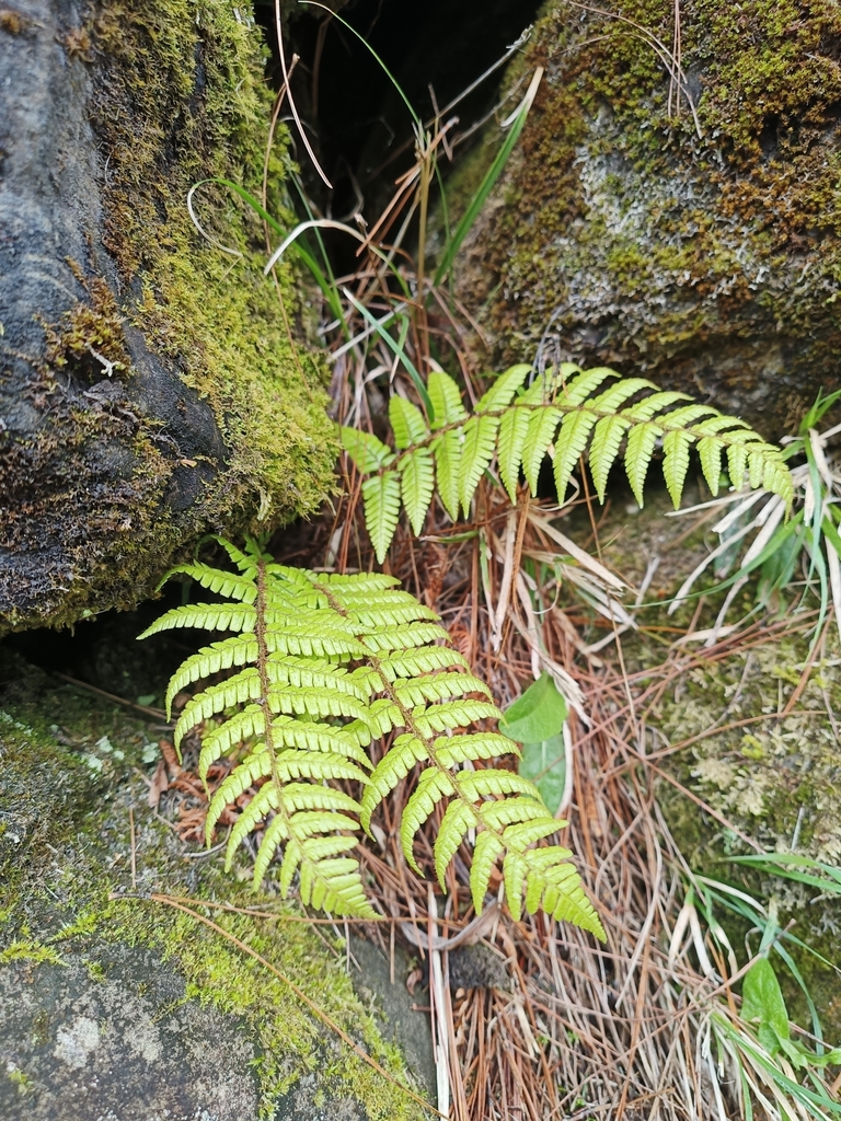 wood ferns from 台灣南投縣嘉義縣，高雄市，臺東縣玉山國家公園 on May 27, 2024 at 07:17 AM by ...