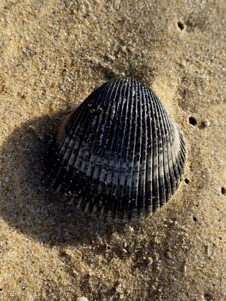 Many-spined Heart Cockle from Point Cartwright Lighthouse on May 27 ...