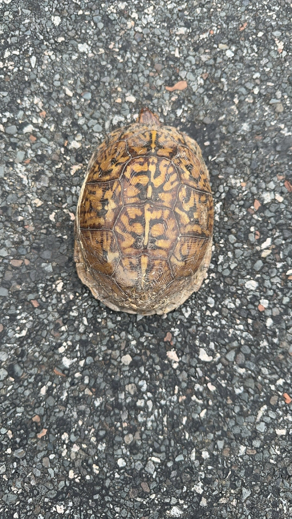Common Box Turtle in May 2024 by totkst1 · iNaturalist