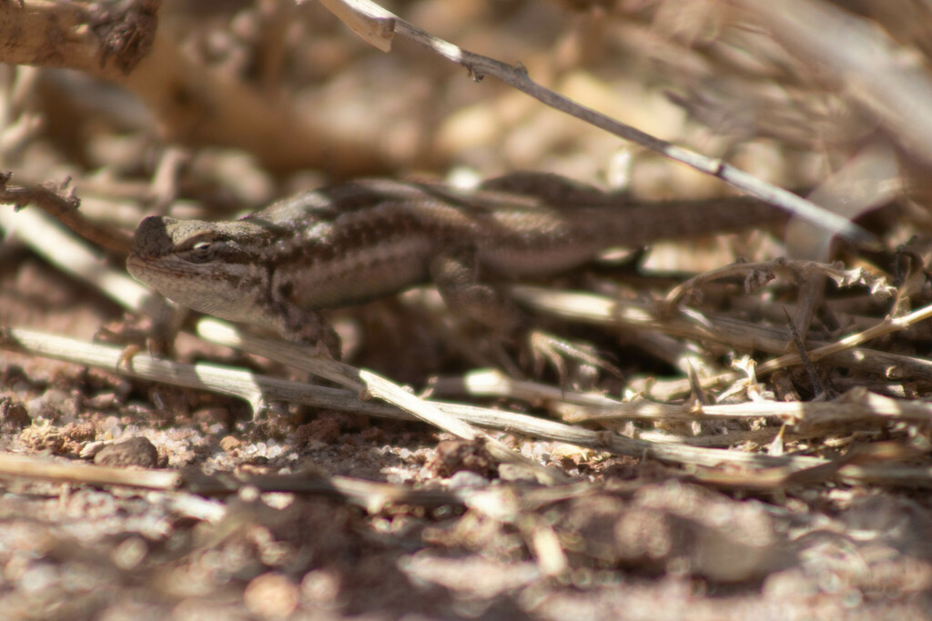 Common Sagebrush Lizard in May 2024 by cynodont · iNaturalist