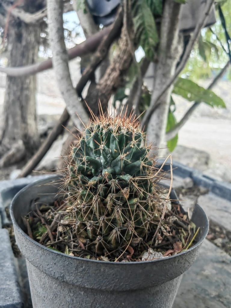 Coryphantha octacantha from Cardonal, Hgo., MX on May 27, 2024 at 08:44 ...