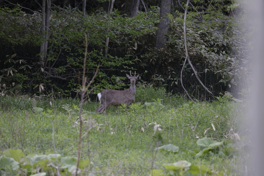 Hokkaido Sika Deer from Kiyota Ward, Sapporo, Hokkaido, Japan on May 24 ...