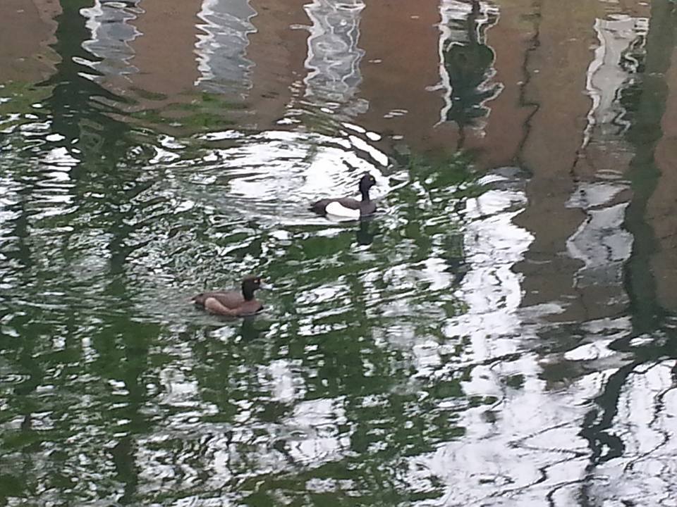 Tufted Duck from Dublin, Ireland on April 28, 2019 at 10:15 AM by ...