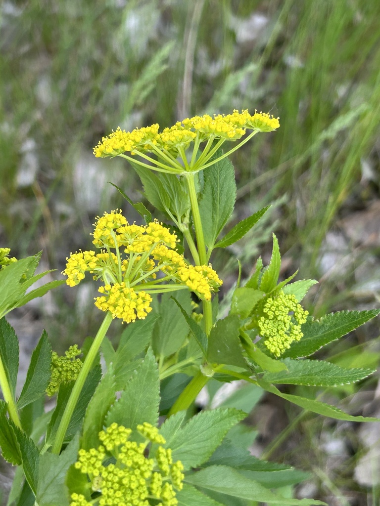 golden Alexanders from Dakota Nature Park, Brookings, SD, US on May 26 ...