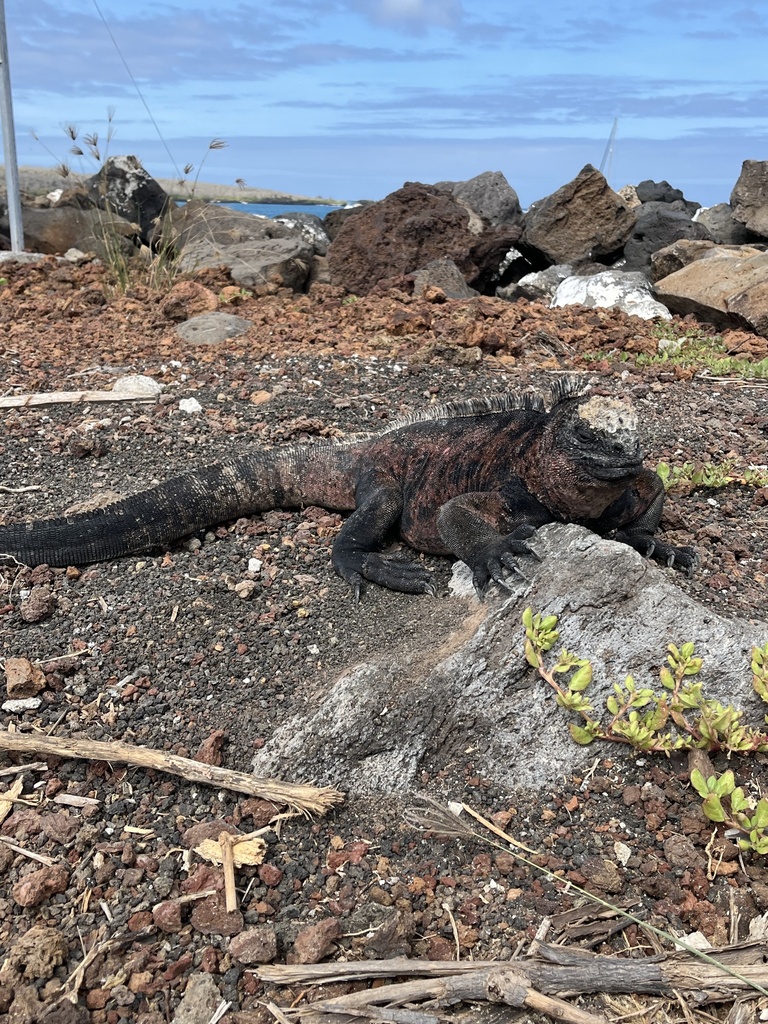 Española Marine Iguana in May 2024 by Grant Terrell · iNaturalist
