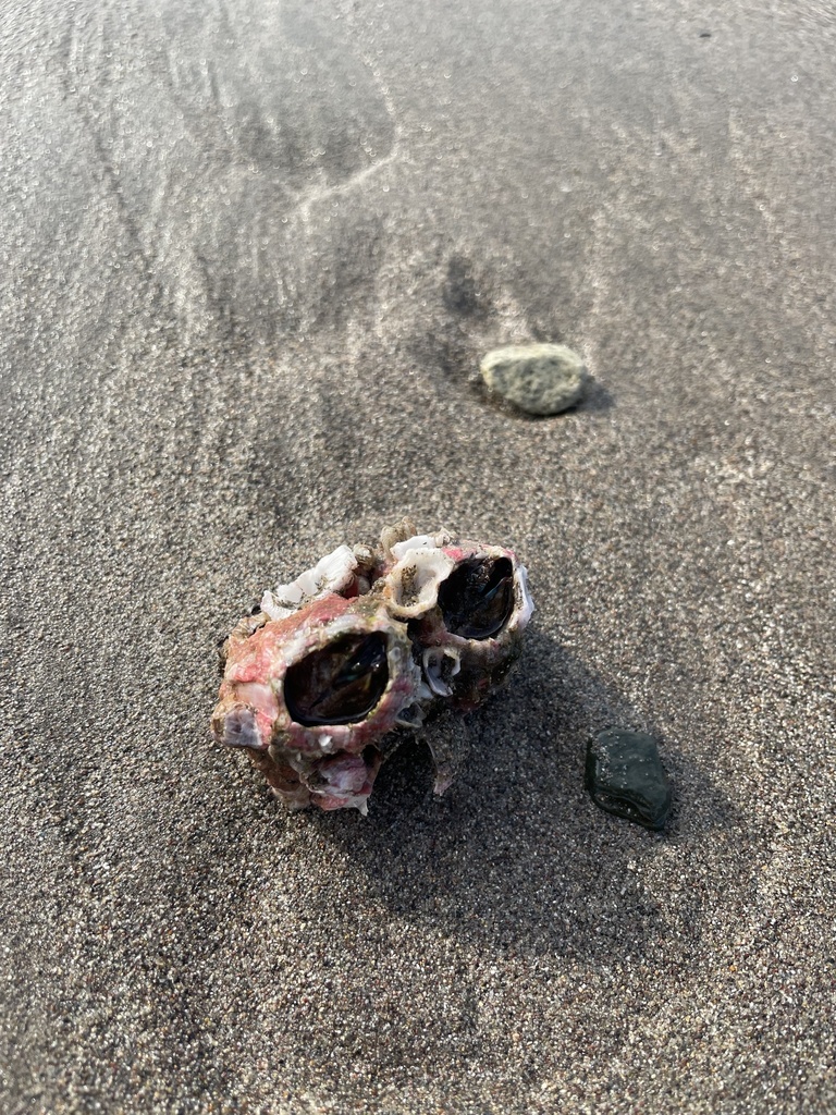 Megabalanus from Bahía de Banderas, MX on May 27, 2024 at 08:44 AM by ...