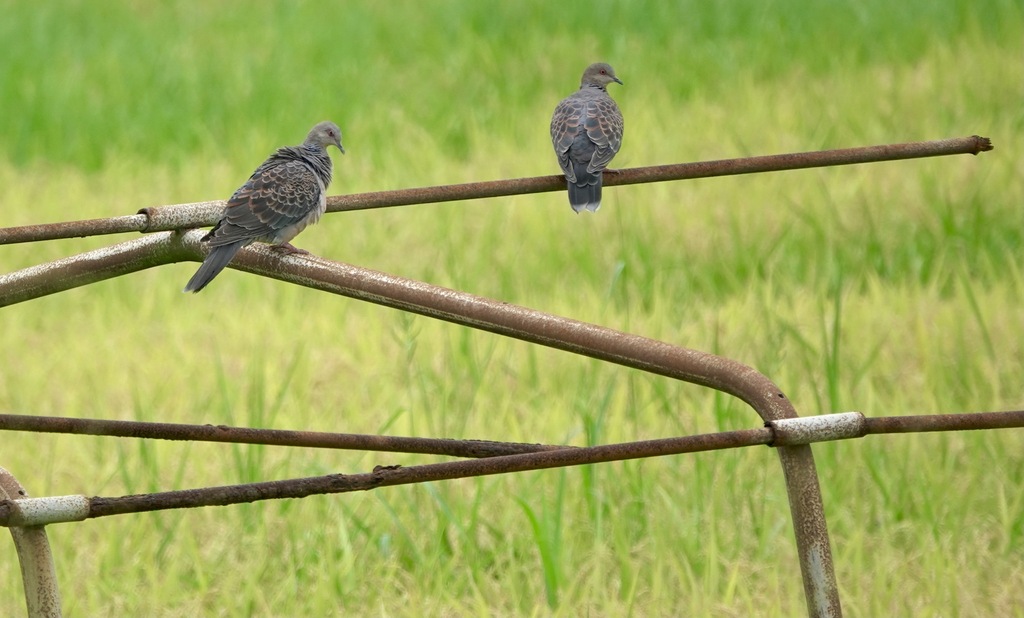 Oriental Turtle-Dove from Tonoshiro, Ishigaki, Okinawa 907-0004, Japan ...