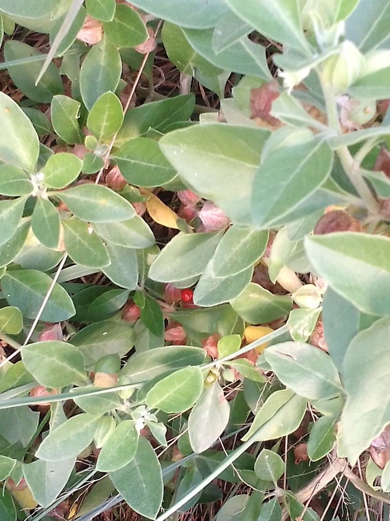 Rennet from Qondwane, South Africa on May 23, 2024 at 04:16 PM by ...