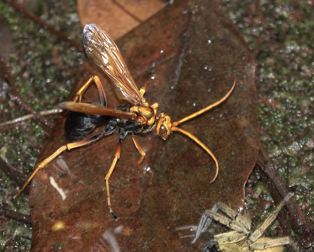 Huntsman Spiders from Banna Park, Tonoshiro, Ishigaki, Okinawa 907-0004 ...
