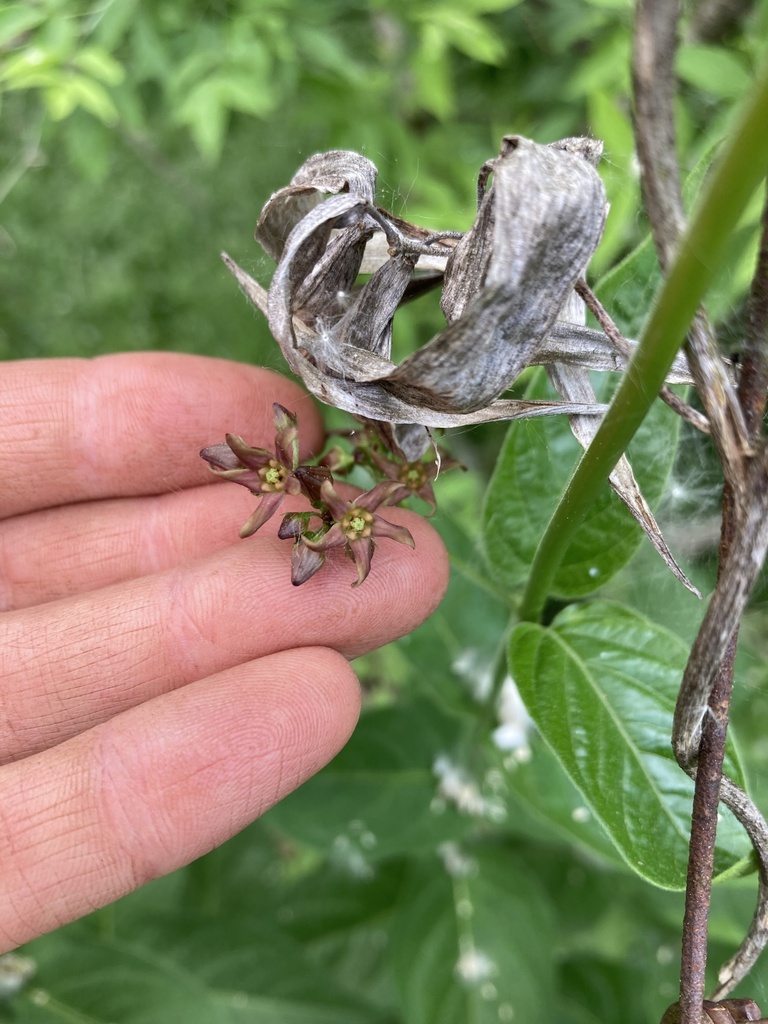 European swallow-wort from Hartman Rd, Albany, NY, US on May 27, 2024 ...